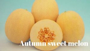 Different Types of Melon Varieties, Fact and How to Grow It - Natgeos
