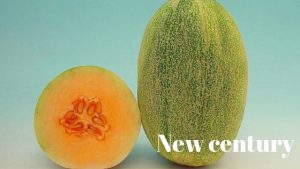 Different Types of Melon Varieties, Fact and How to Grow It - Natgeos