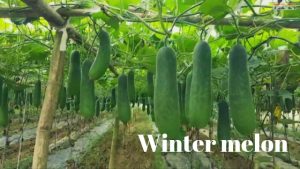Different Types of Melon Varieties, Fact and How to Grow It - Natgeos