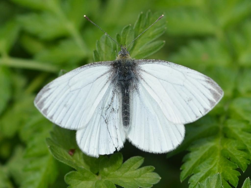 50+ Various Types of Butterflies from A-Z - Natgeos