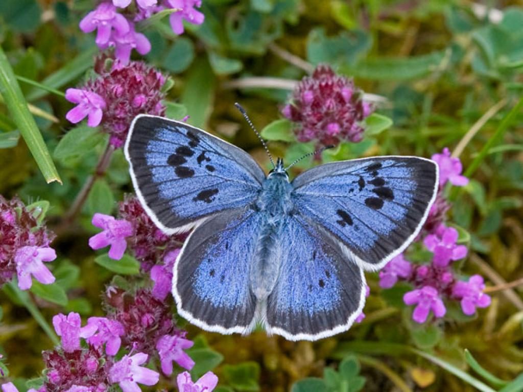 50+ Various Types of Butterflies from A-Z - Natgeos