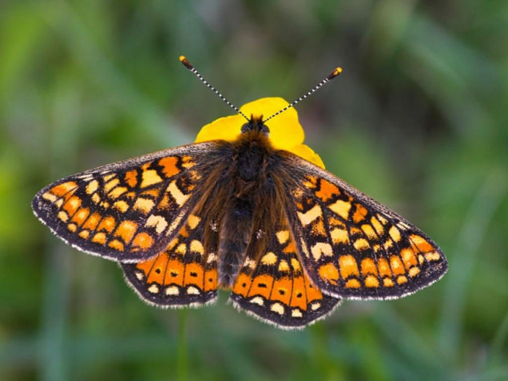 50+ Various Types of Butterflies from A-Z - Natgeos