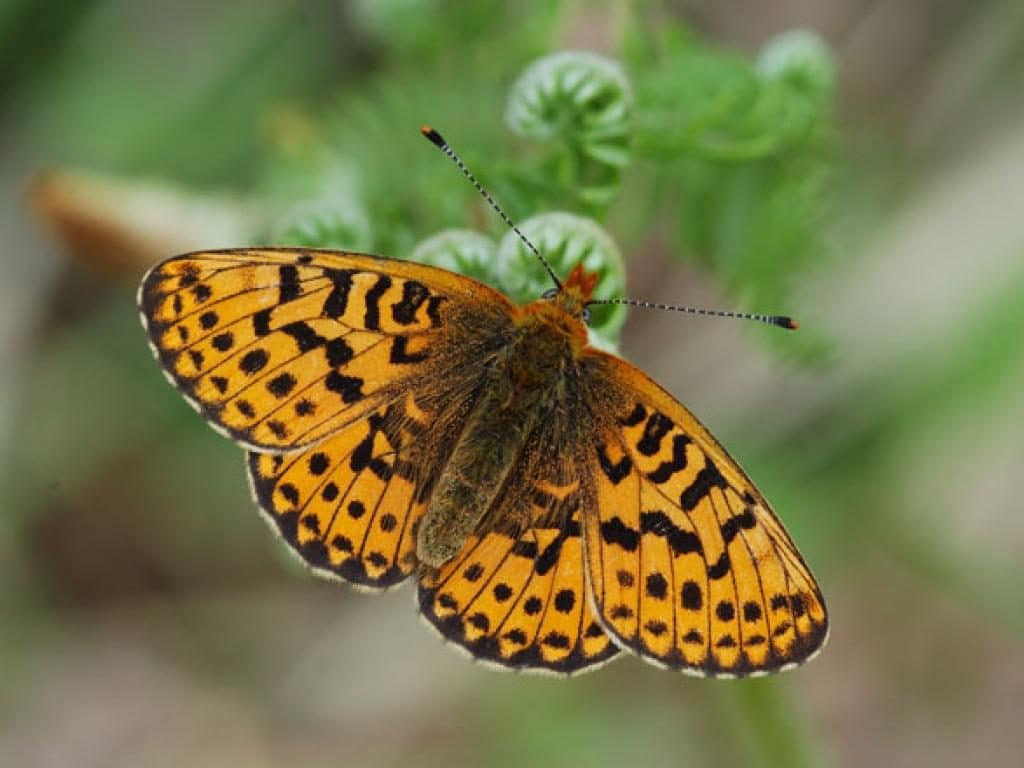 50+ Various Types of Butterflies from A-Z - Natgeos