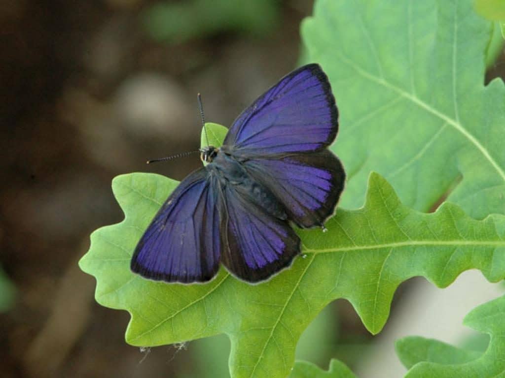 50+ Various Types of Butterflies from A-Z - Natgeos