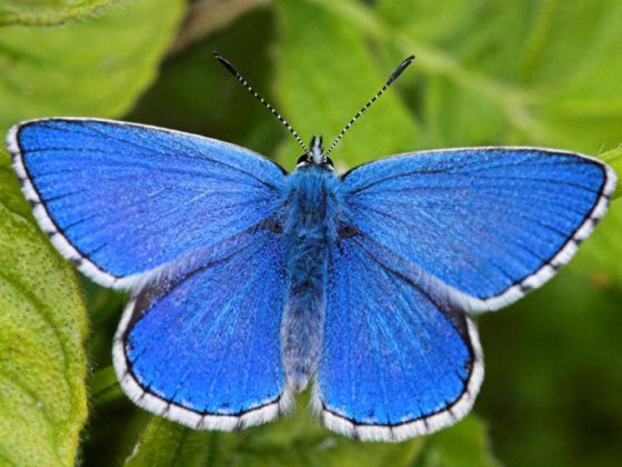 50+ Various Types of Butterflies from A-Z - Natgeos