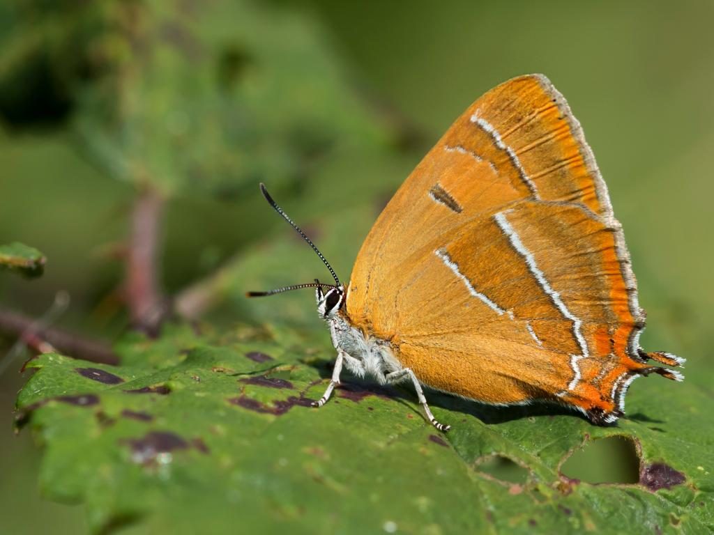 50+ Various Types of Butterflies from A-Z - Natgeos