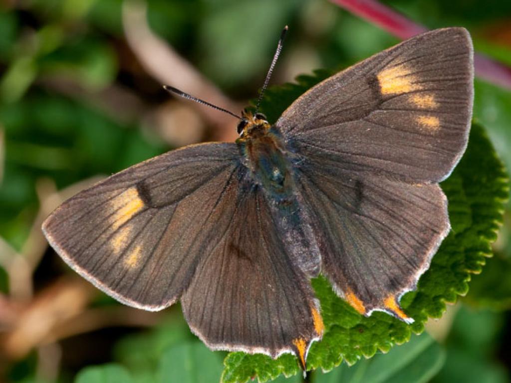50+ Various Types of Butterflies from A-Z - Natgeos