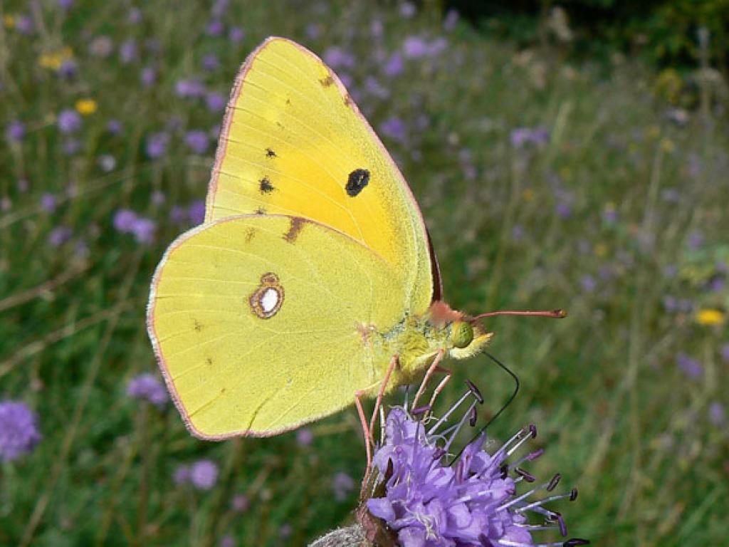 50+ Various Types of Butterflies from A-Z - Natgeos