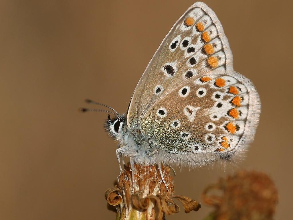 50+ Various Types of Butterflies from A-Z - Natgeos