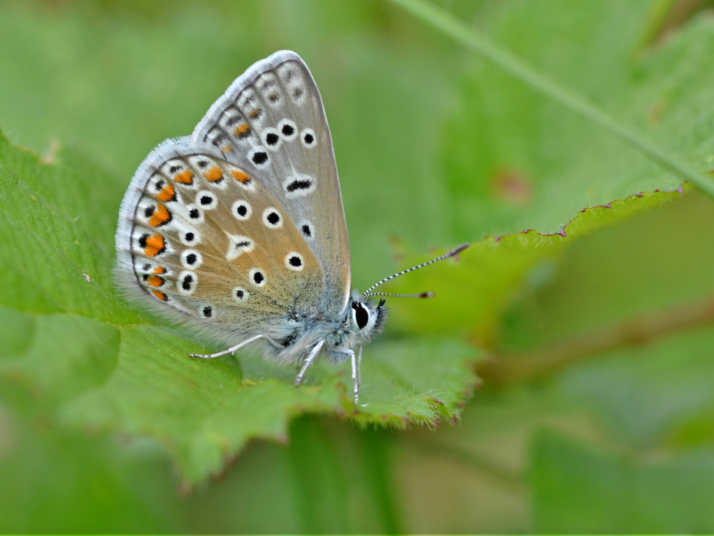 50+ Various Types of Butterflies from A-Z - Natgeos