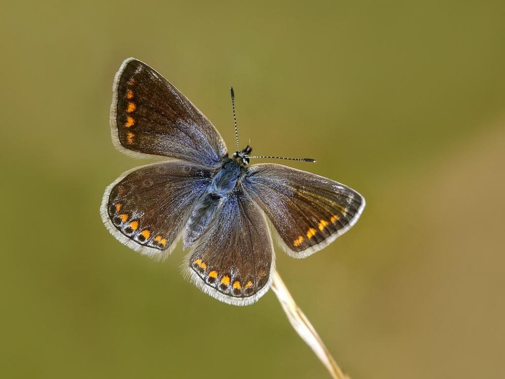 50+ Various Types of Butterflies from A-Z - Natgeos