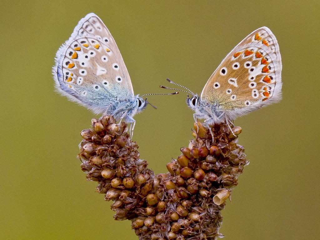 50+ Various Types of Butterflies from A-Z - Natgeos