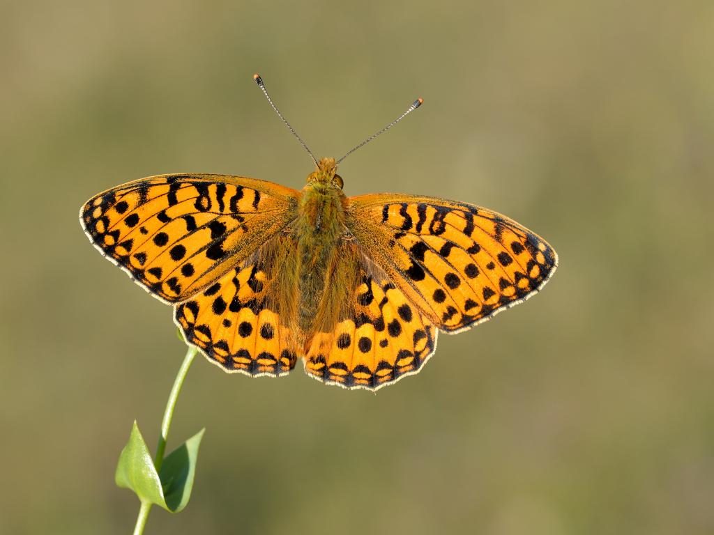 50+ Various Types of Butterflies from A-Z - Natgeos