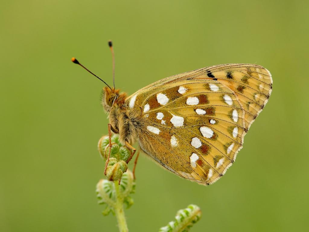50+ Various Types of Butterflies from A-Z - Natgeos