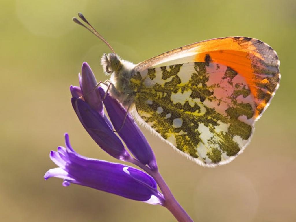 50+ Various Types of Butterflies from A-Z - Natgeos