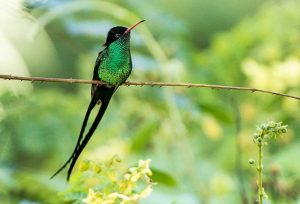 Most Beautiful Birds with Long Tails (With Photos and Videos)