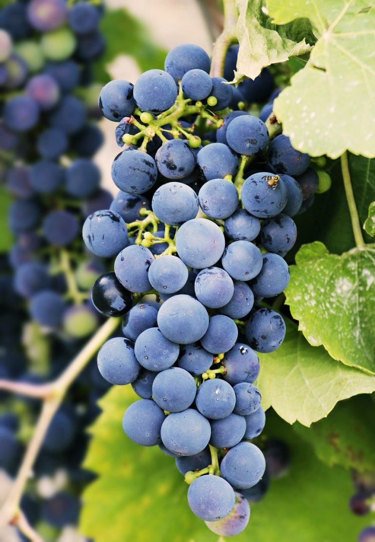 Types of Grapes; A Dive Into 20 Best Varieties Around The World