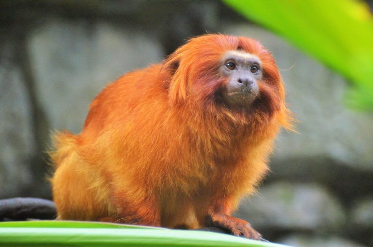 30+ Amazing Rainforest Animals; Most of Them is Endangered