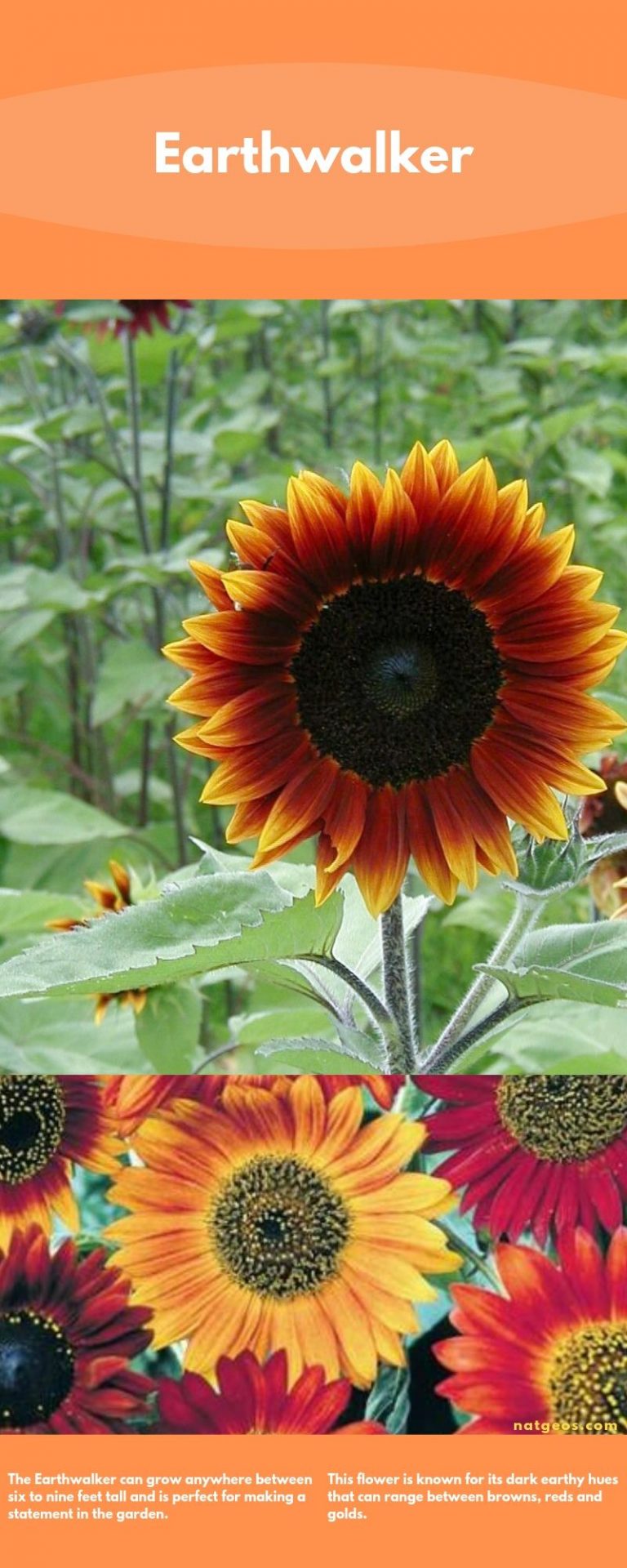 Different Types of Sunflowers Varieties (With Photo) - Natgeos
