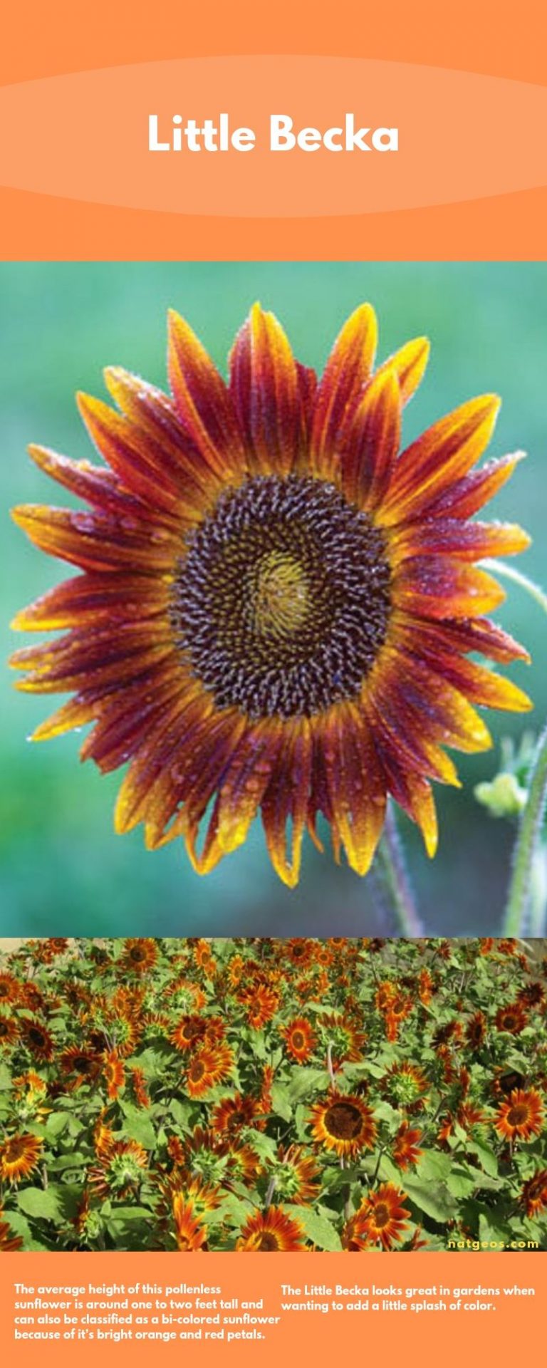Different Types of Sunflowers Varieties (With Photo) - Natgeos