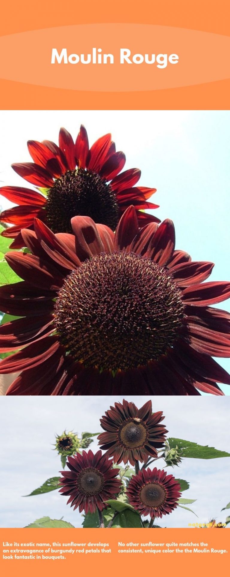 Different Types of Sunflowers Varieties (With Photo) - Natgeos