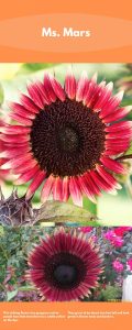 Different Types of Sunflowers Varieties (With Photo) - Natgeos