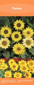 Different Types of Sunflowers Varieties (With Photo) - Natgeos