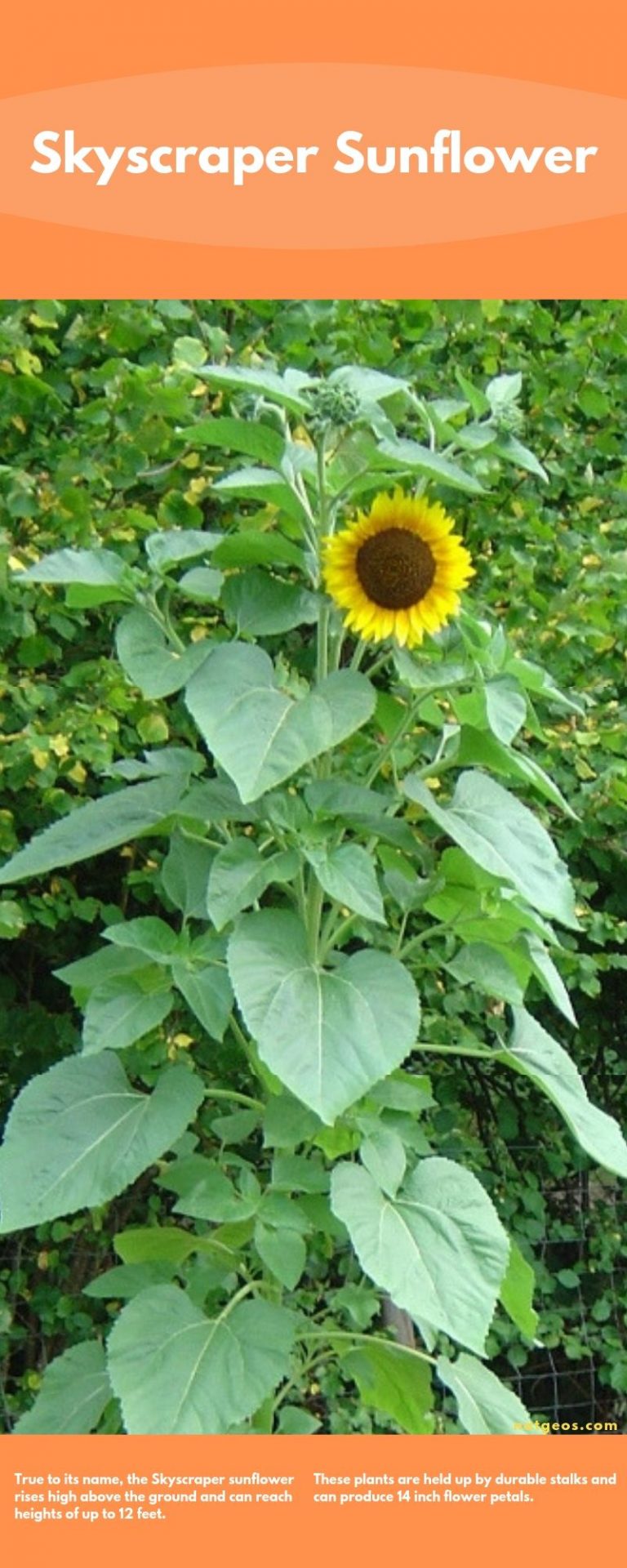 Different Types of Sunflowers Varieties (With Photo) - Natgeos