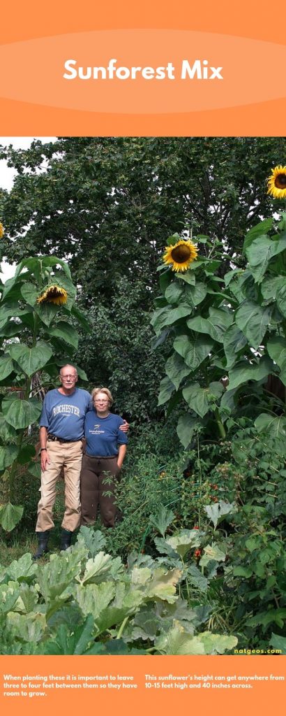 Different Types of Sunflowers Varieties (With Photo) - Natgeos