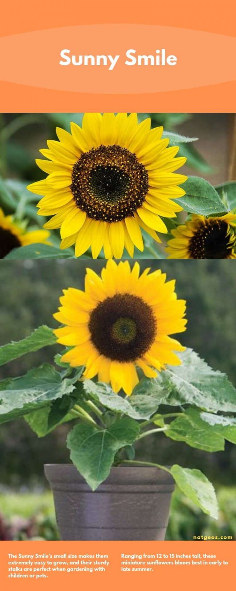 Different Types of Sunflowers Varieties (With Photo) - Natgeos