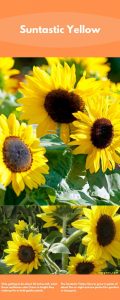 Different Types of Sunflowers Varieties (With Photo) - Natgeos