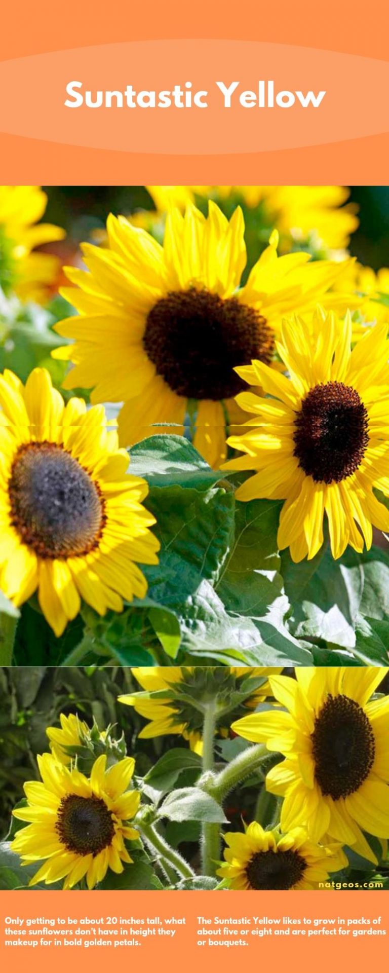 Different Types of Sunflowers Varieties (With Photo) - Natgeos