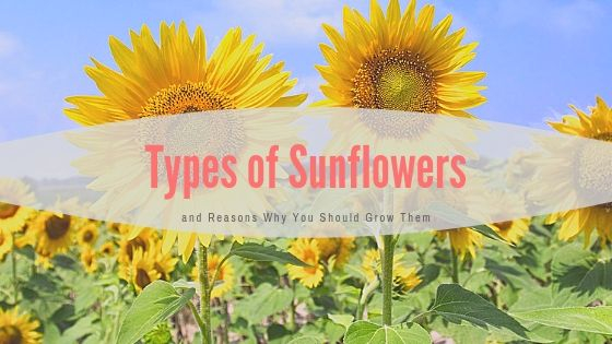 Different Types of Sunflowers Varieties (With Photo) - Natgeos