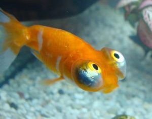 Popular Types of Goldfish from A-Z with Photos - Natgeos