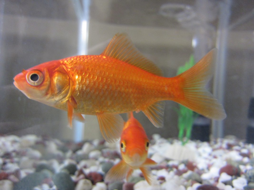 Popular Types of Goldfish from A-Z with Photos - Natgeos