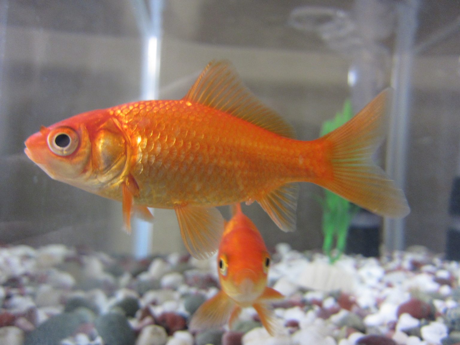 Popular Types of Goldfish from A-Z with Photos - Natgeos