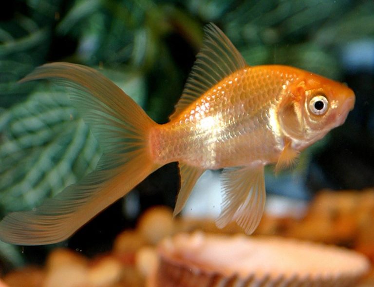 Popular Types of Goldfish from A-Z with Photos - Natgeos