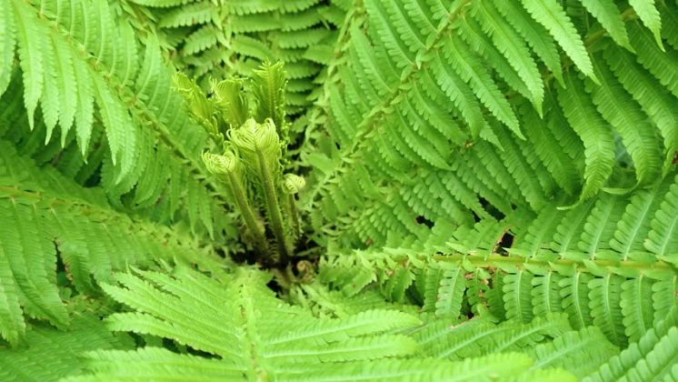 20+ Types of Fern in The World – The Facts and Description - Natgeos