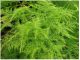 20+ Types of Fern in The World – The Facts and Description - Natgeos