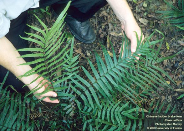 20+ Types of Fern in The World – The Facts and Description - Natgeos