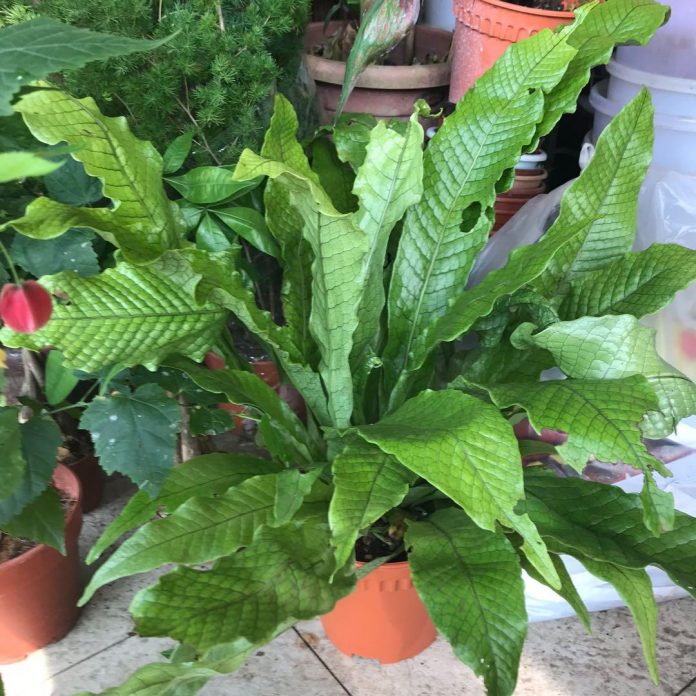 20+ Types of Fern in The World – The Facts and Description - Natgeos