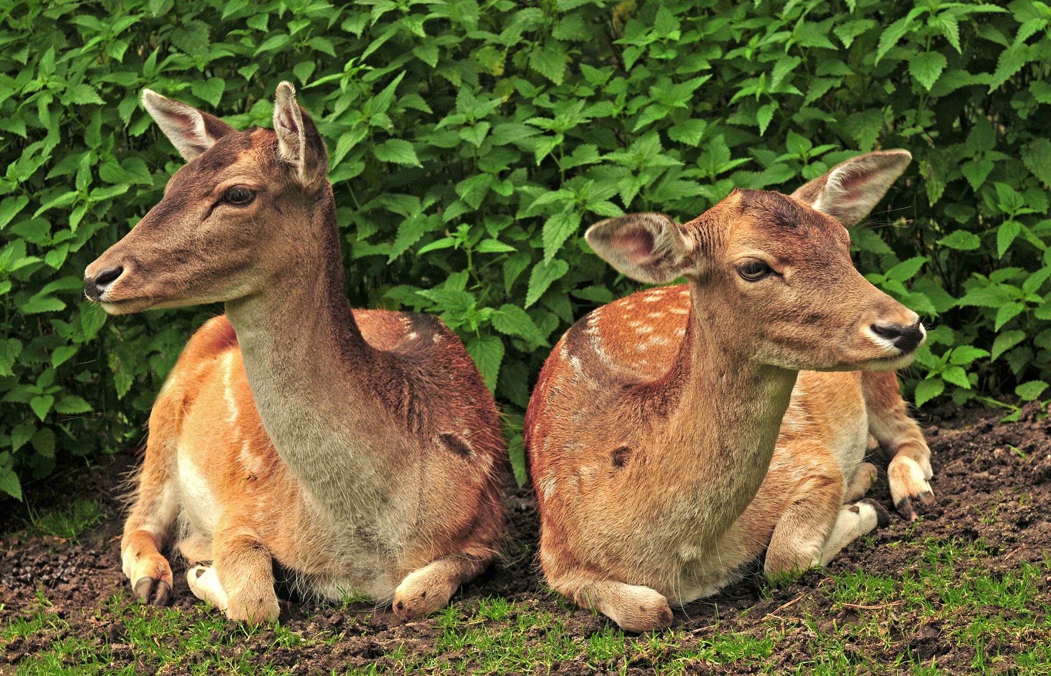 20+ Types of Deer in The World – The Description - Natgeos