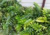 20+ Types of Fern in The World – The Facts and Description - Natgeos