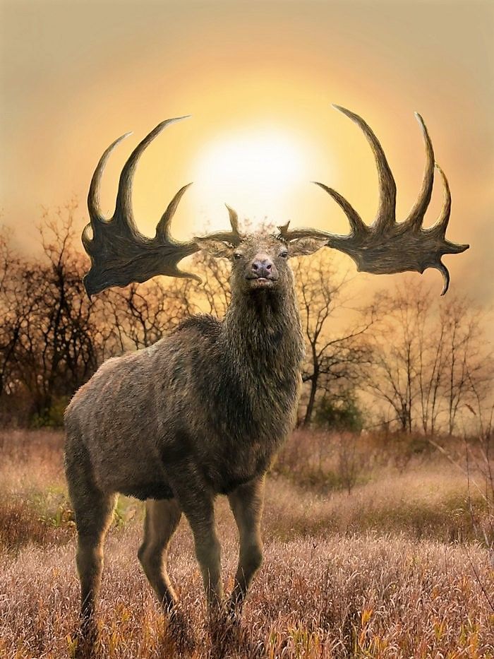 20+ Types of Deer in The World – The Description - Natgeos