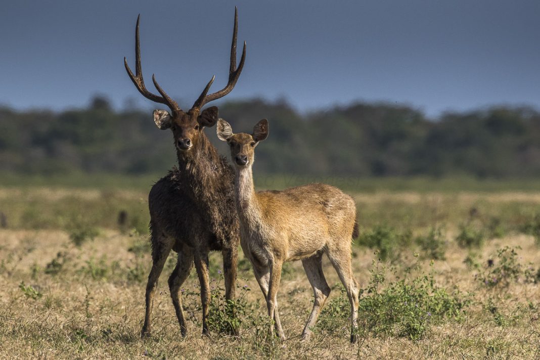 20+ Types of Deer in The World – The Description - Natgeos
