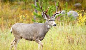 20+ Types of Deer in The World – The Description - Natgeos