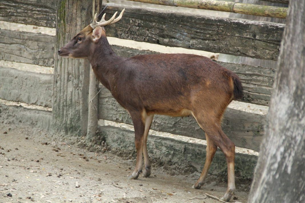 20+ Types of Deer in The World – The Description - Natgeos
