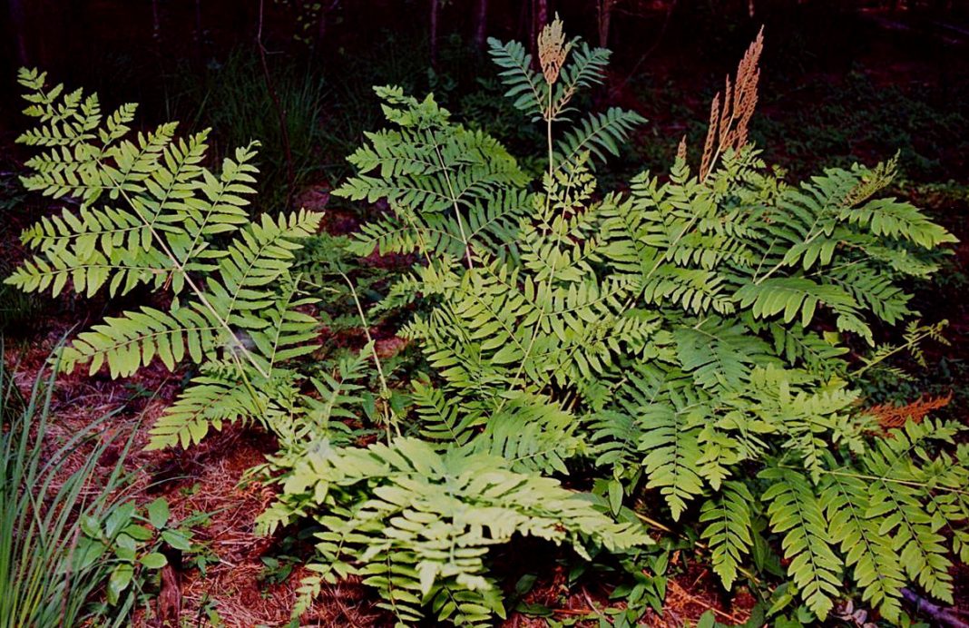 20+ Types of Fern in The World – The Facts and Description - Natgeos