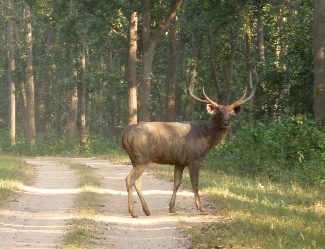 20+ Types of Deer in The World – The Description - Natgeos