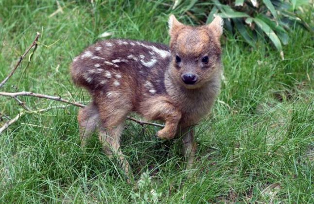 20+ Types of Deer in The World – The Description - Natgeos